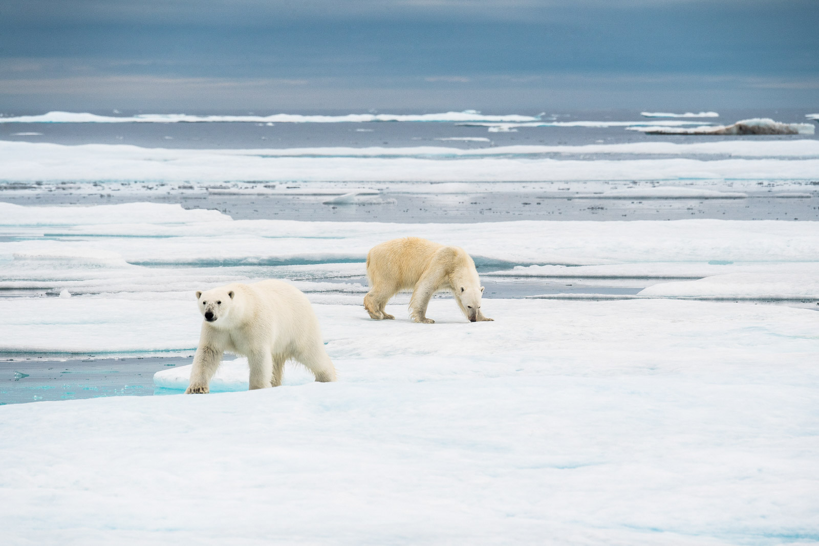 How to Photograph Polar Bears - Nature TTL