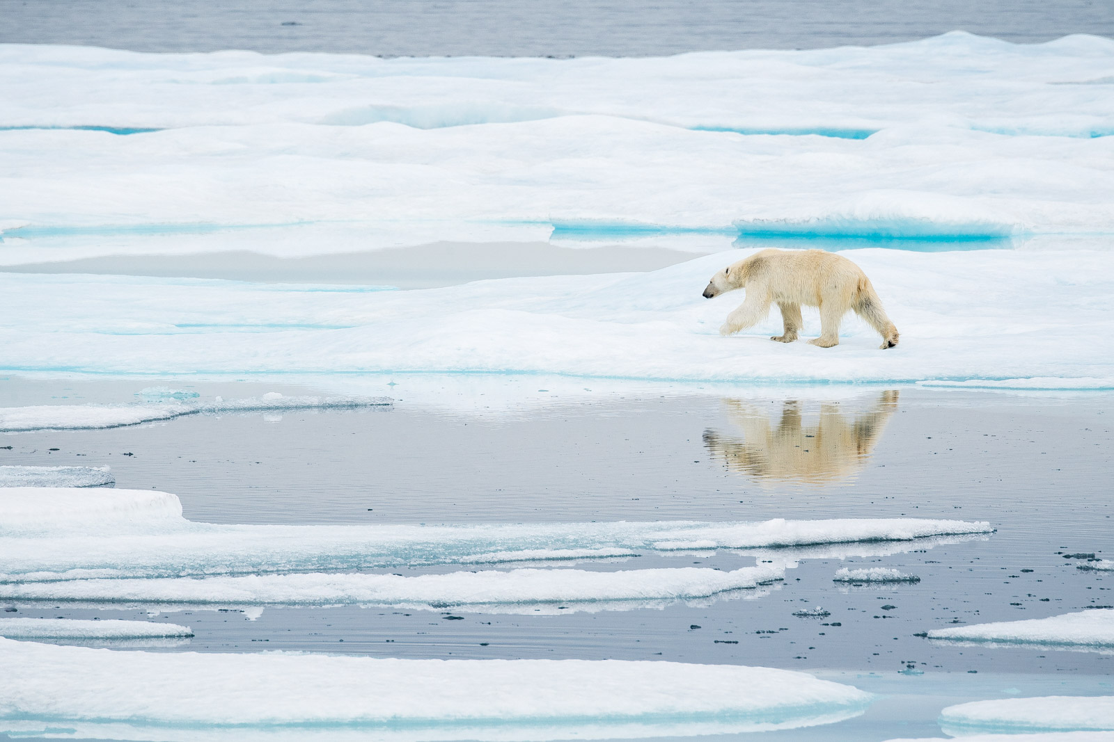 How to Photograph Polar Bears - Nature TTL