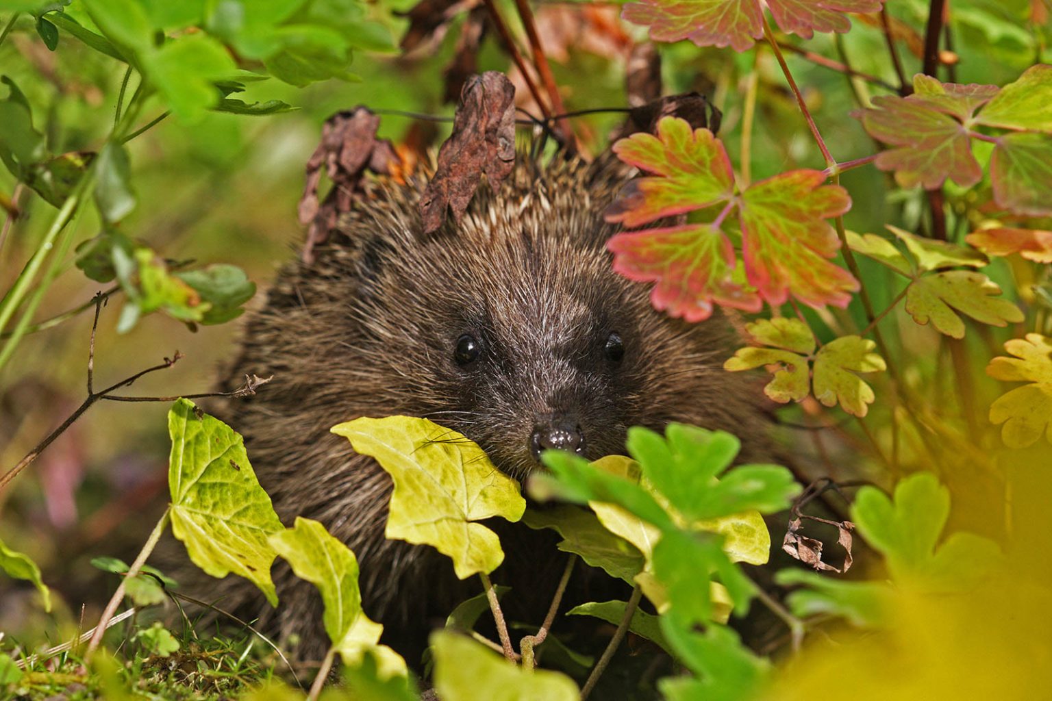 How to Photograph Hedgehogs | Nature TTL
