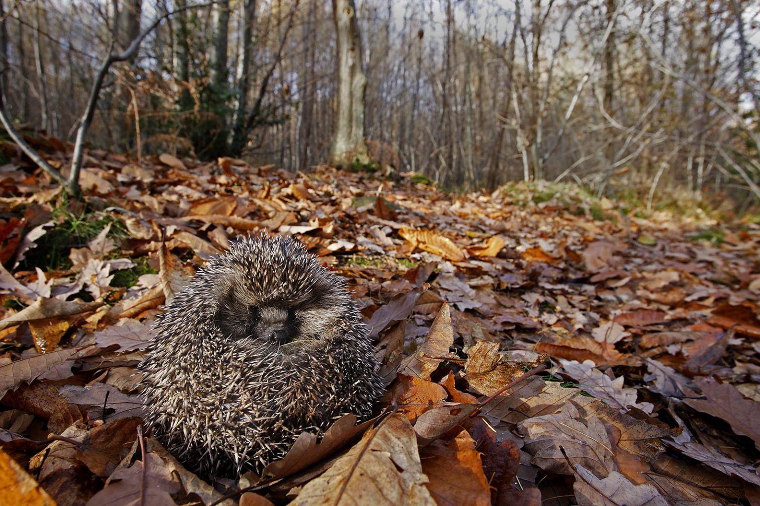 How to Photograph Hedgehogs | Nature TTL