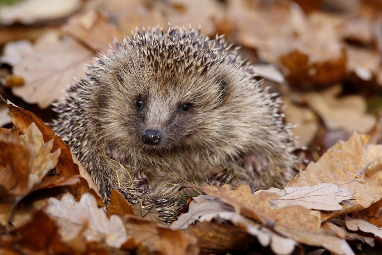 How to Photograph Hedgehogs - Nature TTL