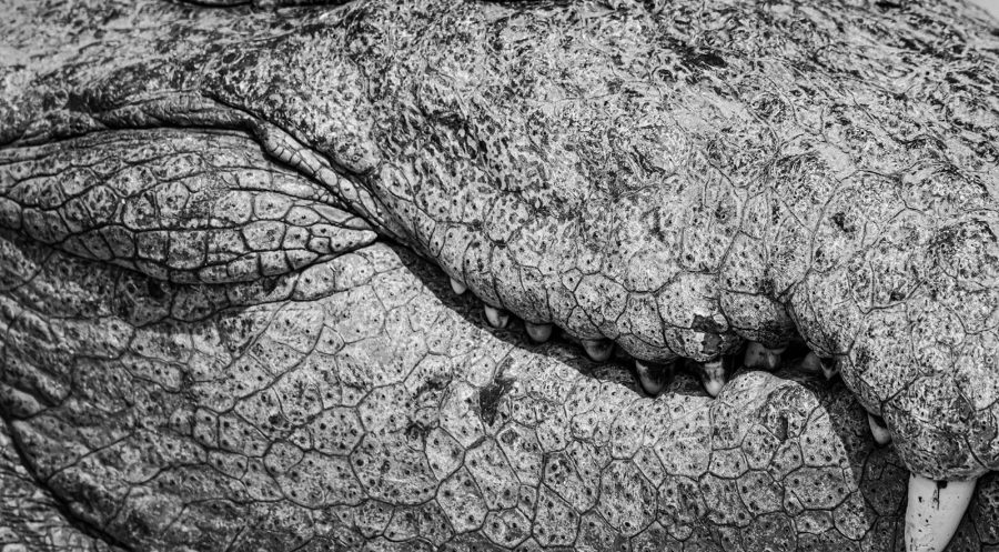 Weekly Photography Assignment: Action Shots - Nature TTL