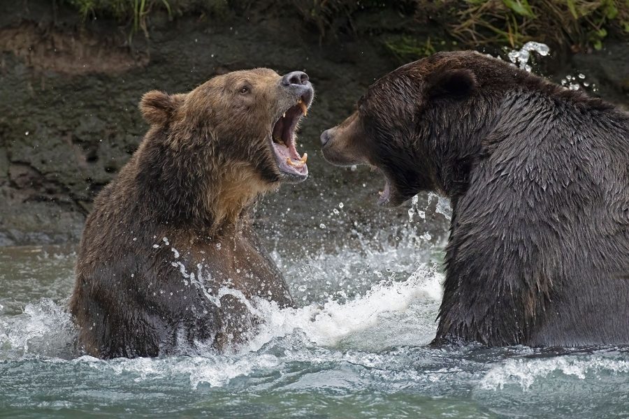 Weekly Photography Assignment: Portraits - Nature TTL