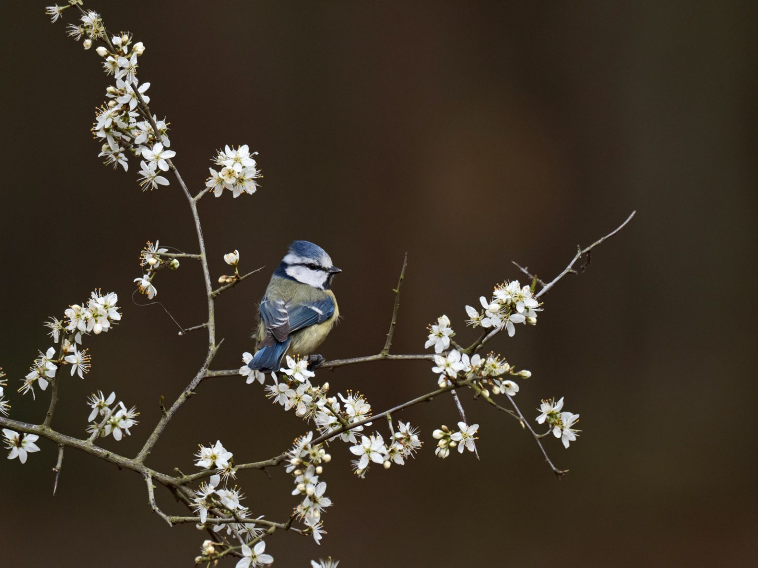 How to Photograph Garden Birds - Nature TTL