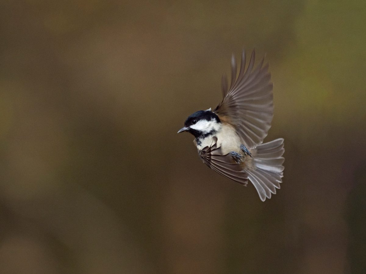 How to Photograph Garden Birds | Nature TTL