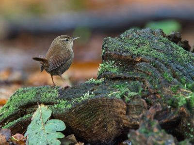 How to Take Coastal Close-up Macro Photos | Nature TTL