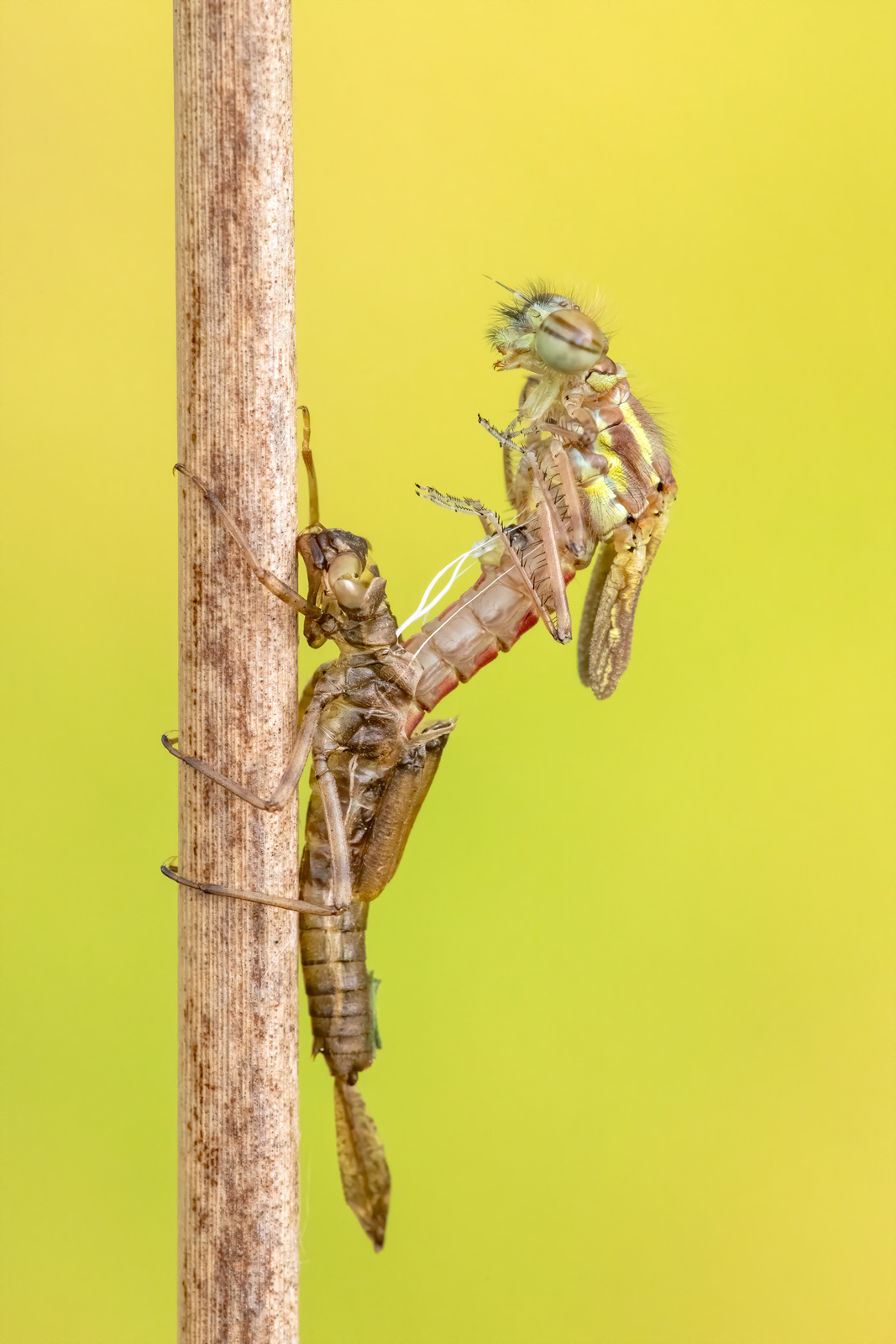 8 Common Macro Photography Mistakes You Should Avoid - Nature TTL