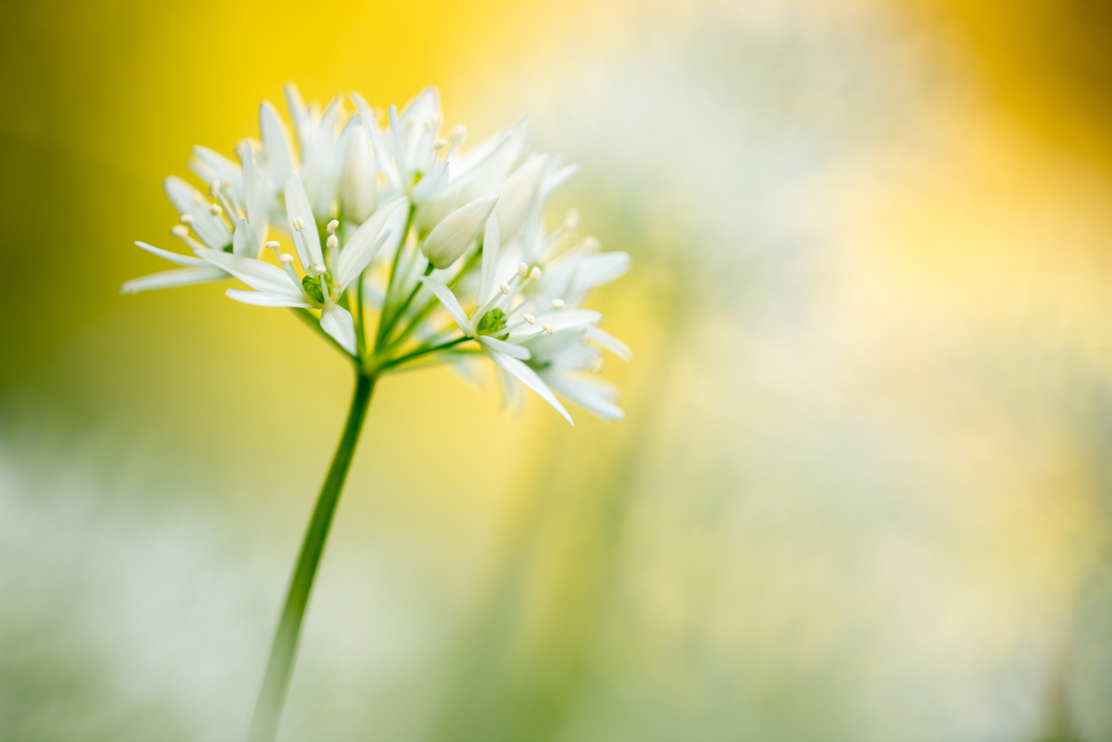 8 Common Macro Photography Mistakes You Should Avoid - Nature TTL