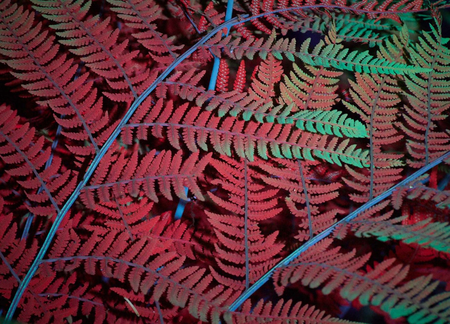 How to Use Ultraviolet Light for Creative Nature Photography - Nature TTL