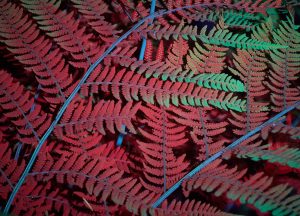 How to Use Ultraviolet Light for Creative Nature Photography - Nature TTL