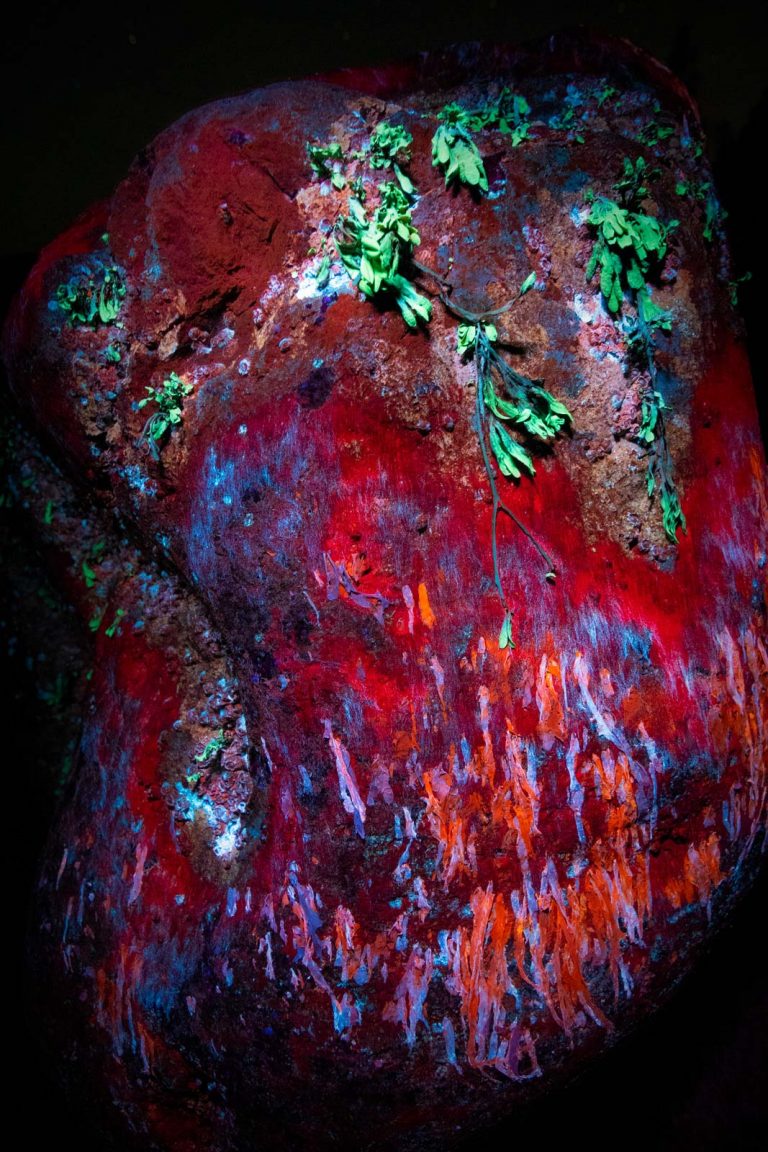 How to Use Ultraviolet Light for Creative Nature Photography | Nature TTL