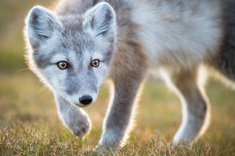 How to Photograph Arctic Wildlife - Nature TTL