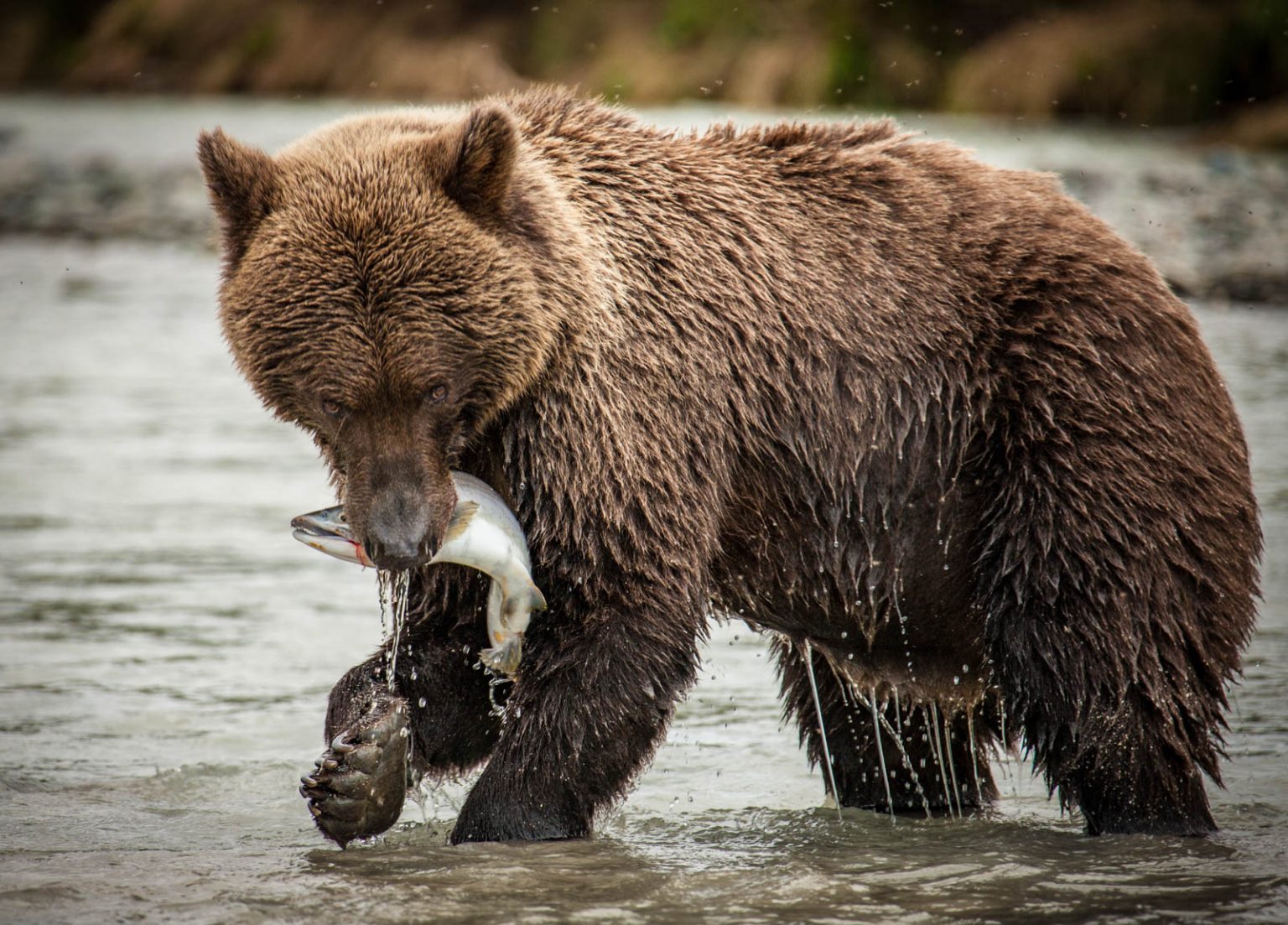 How to Photograph Brown Bears - Nature TTL