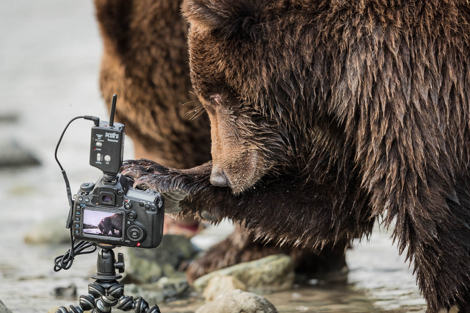 How to Photograph Brown Bears - Nature TTL