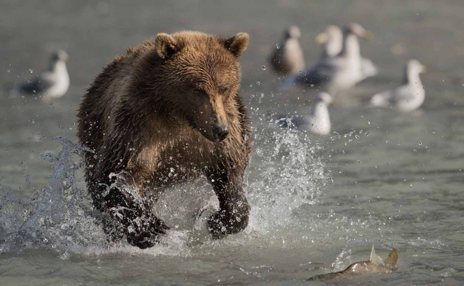 How to Photograph Brown Bears - Nature TTL