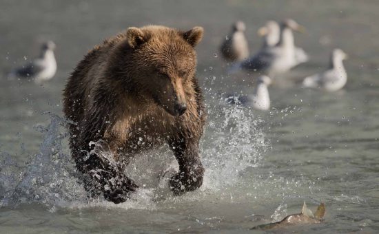 How to Photograph Brown Bears - Nature TTL