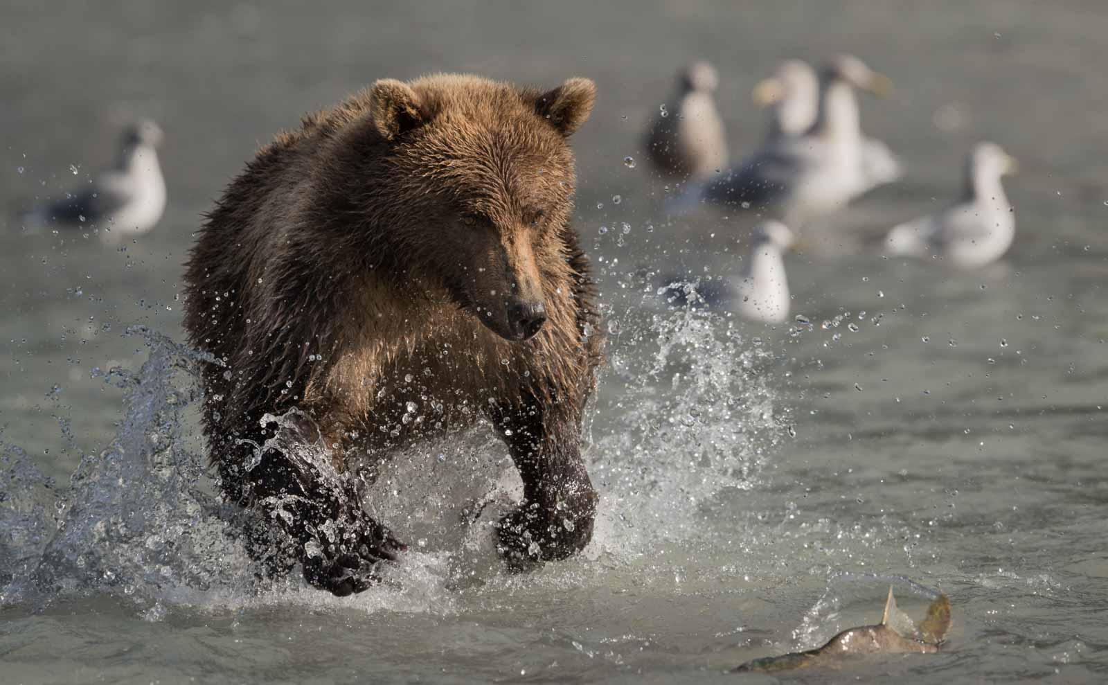 How to Photograph Brown Bears - Nature TTL