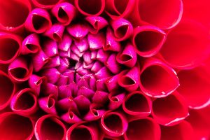 A Guide to Garden Macro Photography | Nature TTL