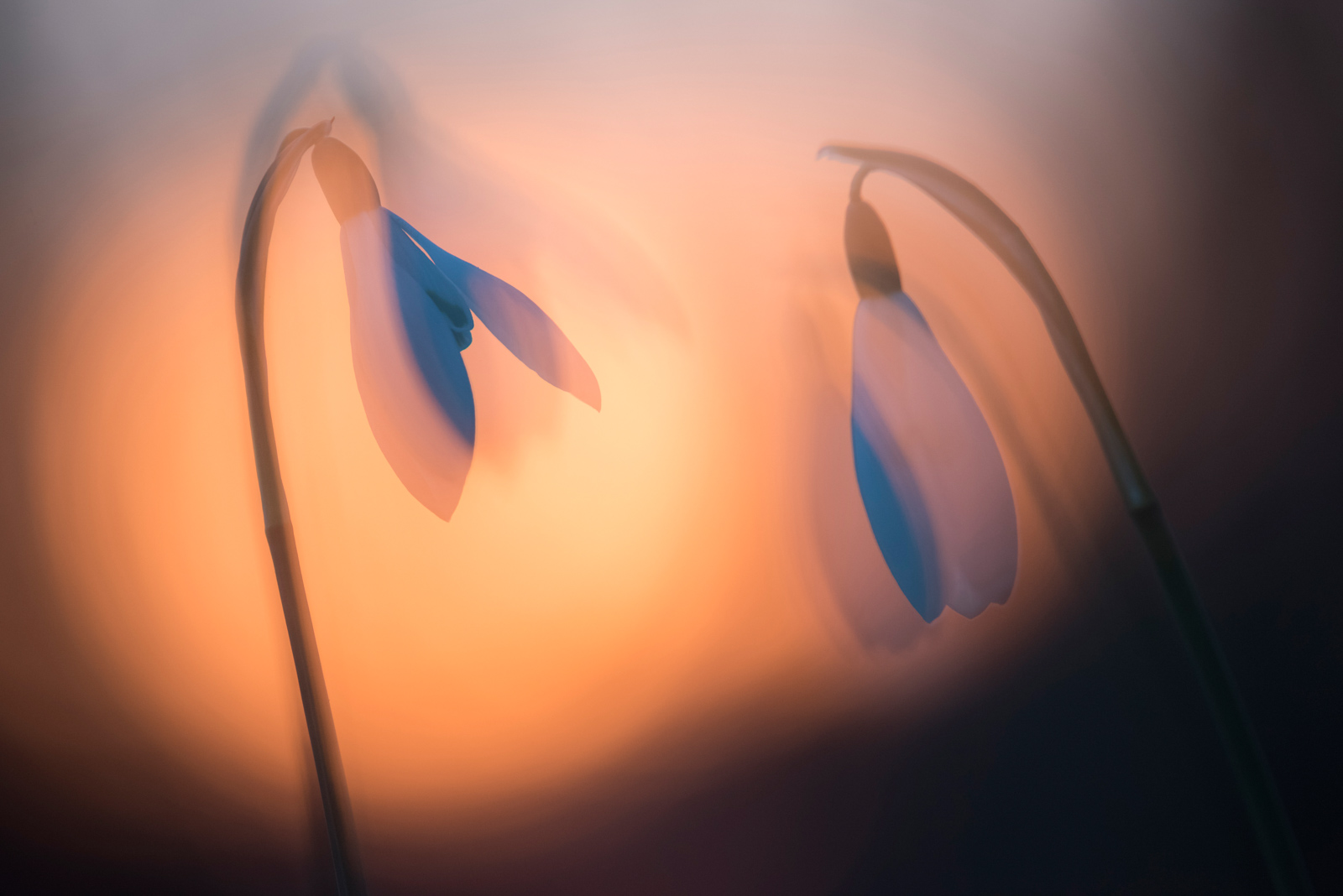 A Guide to Garden Macro Photography - Nature TTL