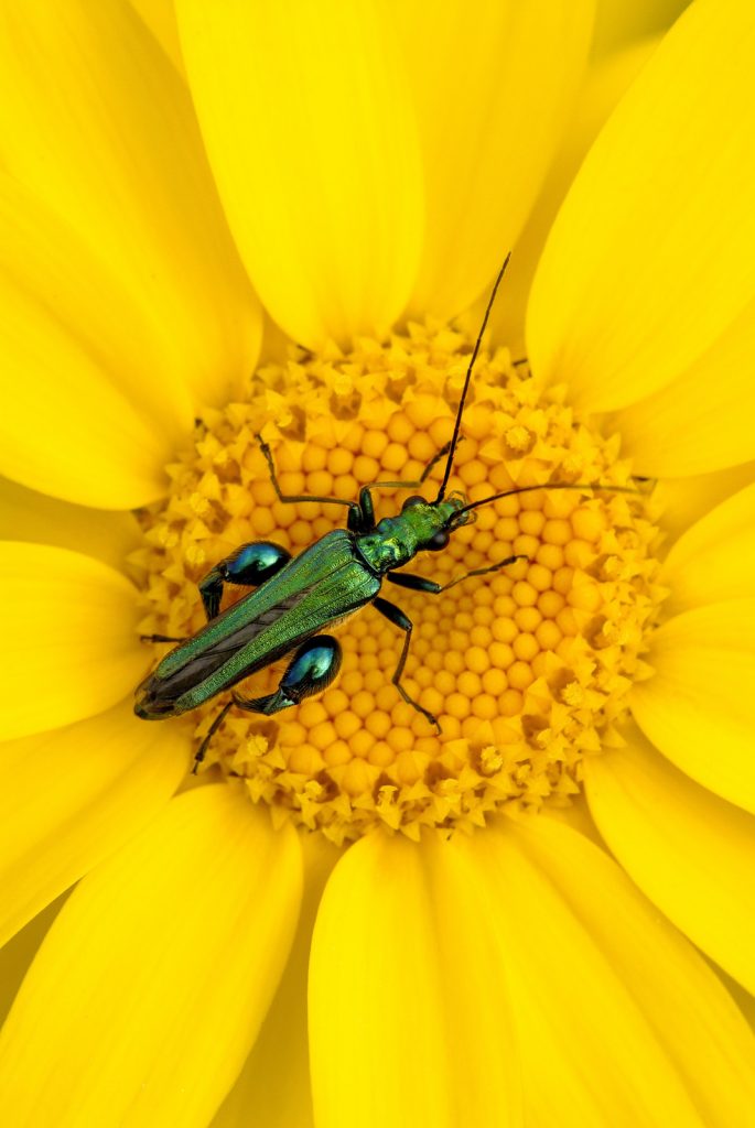 A Guide to Garden Macro Photography - Nature TTL