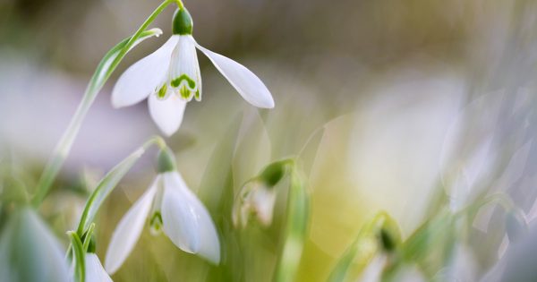 How to Photograph Snowdrops - Nature TTL