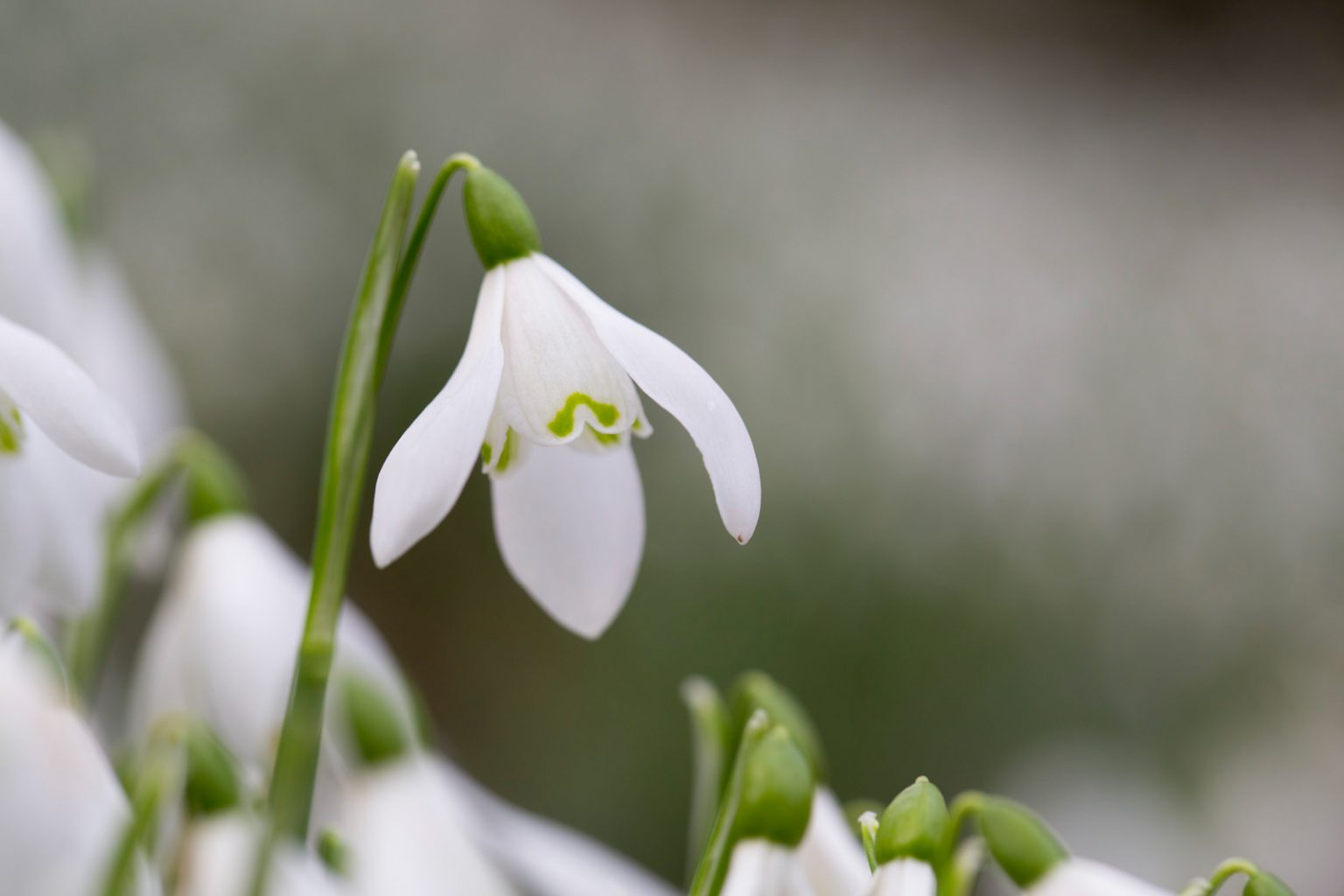 How to Photograph Snowdrops | Nature TTL