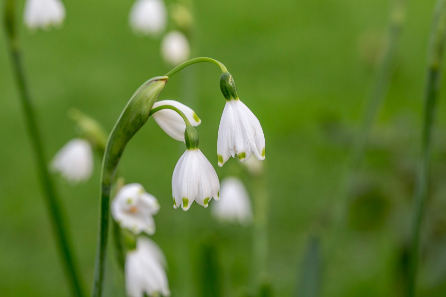 How to Photograph Snowdrops - Nature TTL