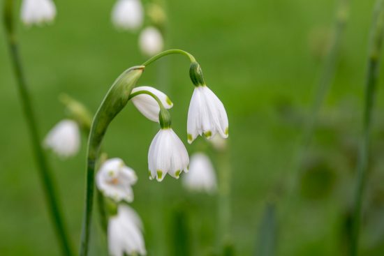 How to Photograph Snowdrops - Nature TTL