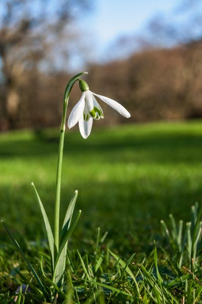 How to Photograph Snowdrops - Nature TTL