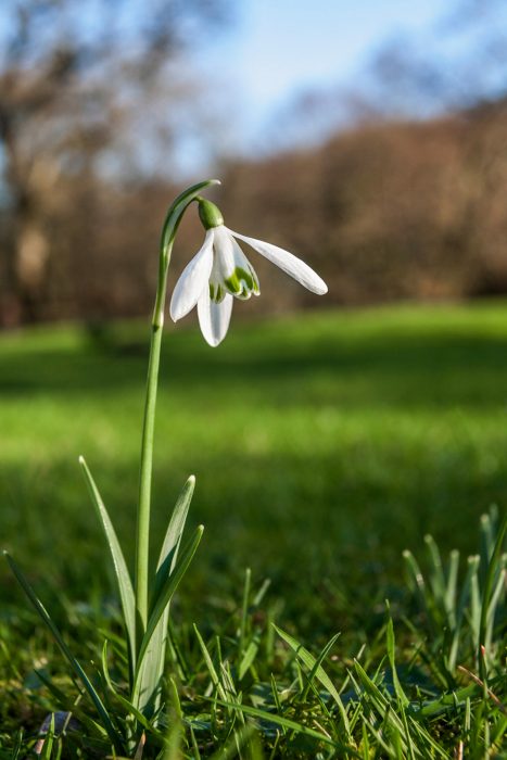 How to Photograph Snowdrops - Nature TTL