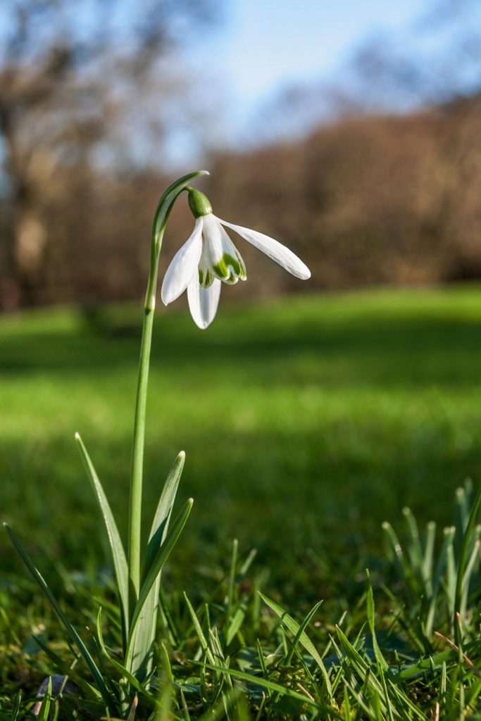 How to Photograph Snowdrops - Nature TTL