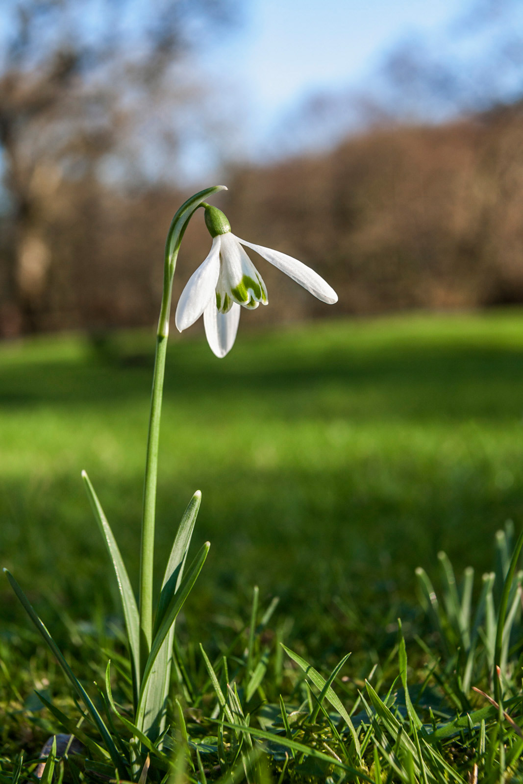 How to Photograph Snowdrops - Nature TTL