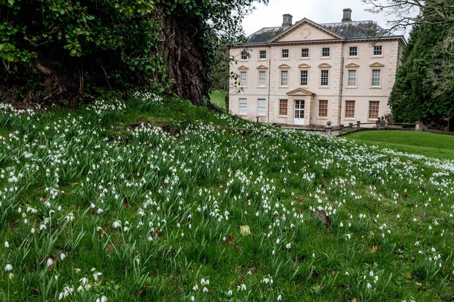How to Photograph Snowdrops - Nature TTL