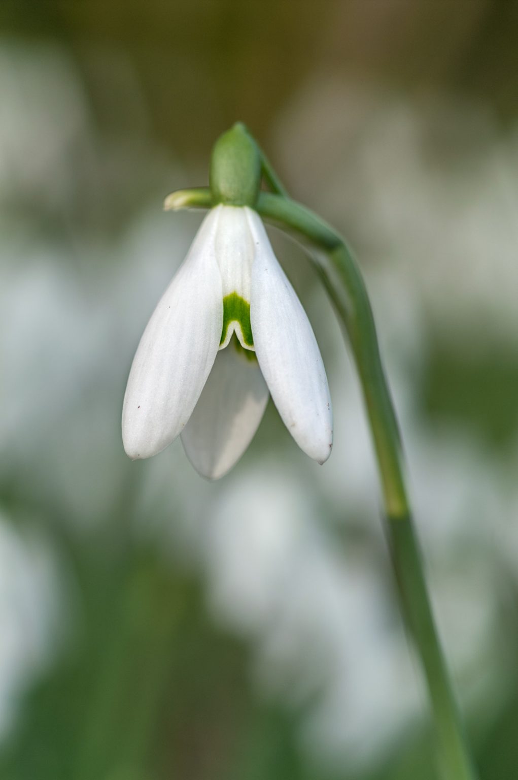 How to Photograph Snowdrops | Nature TTL