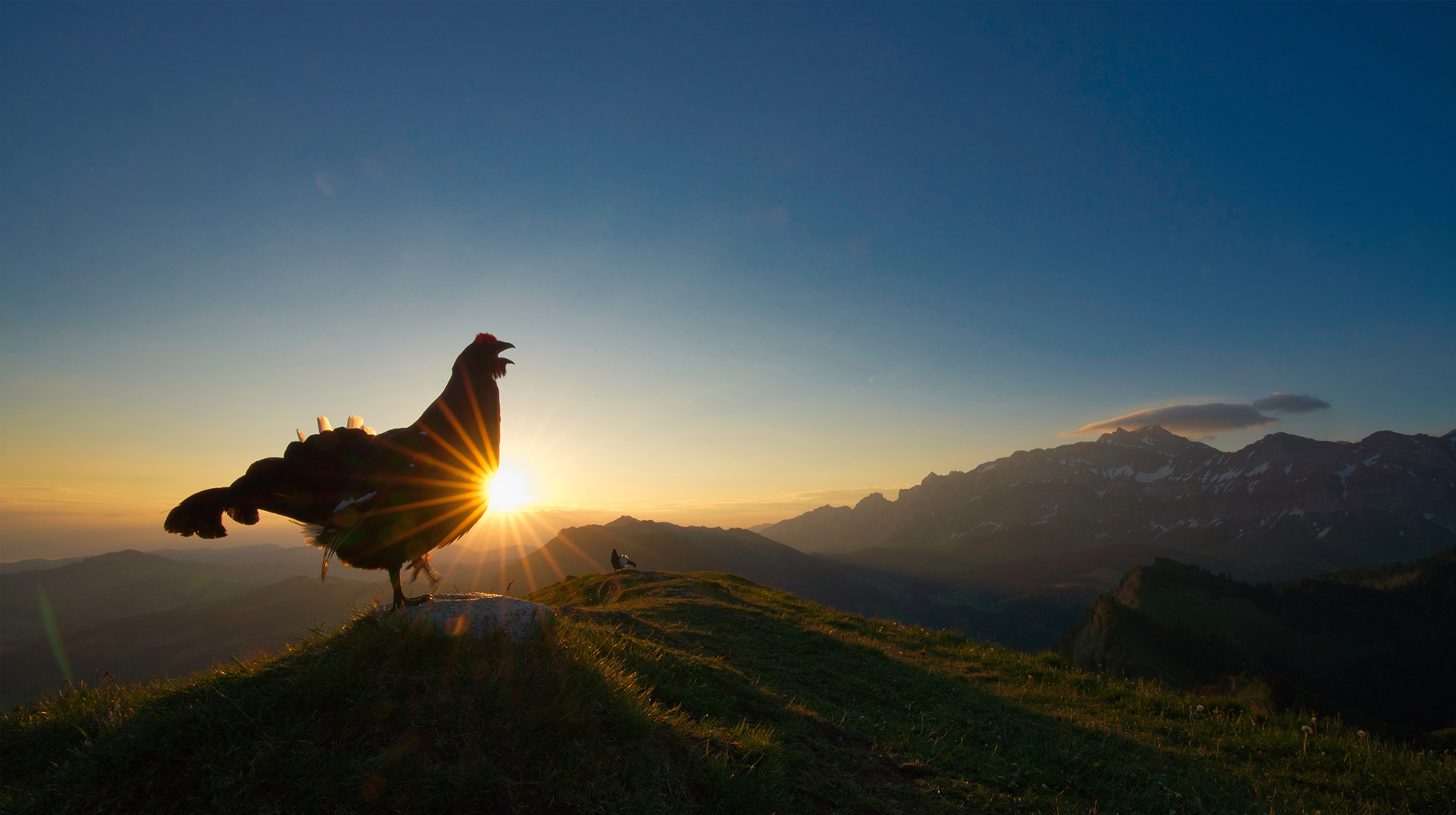 How to Win a Wildlife Photography Competition - Nature TTL