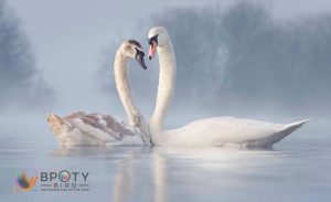 How to Win a Wildlife Photography Competition - Nature TTL