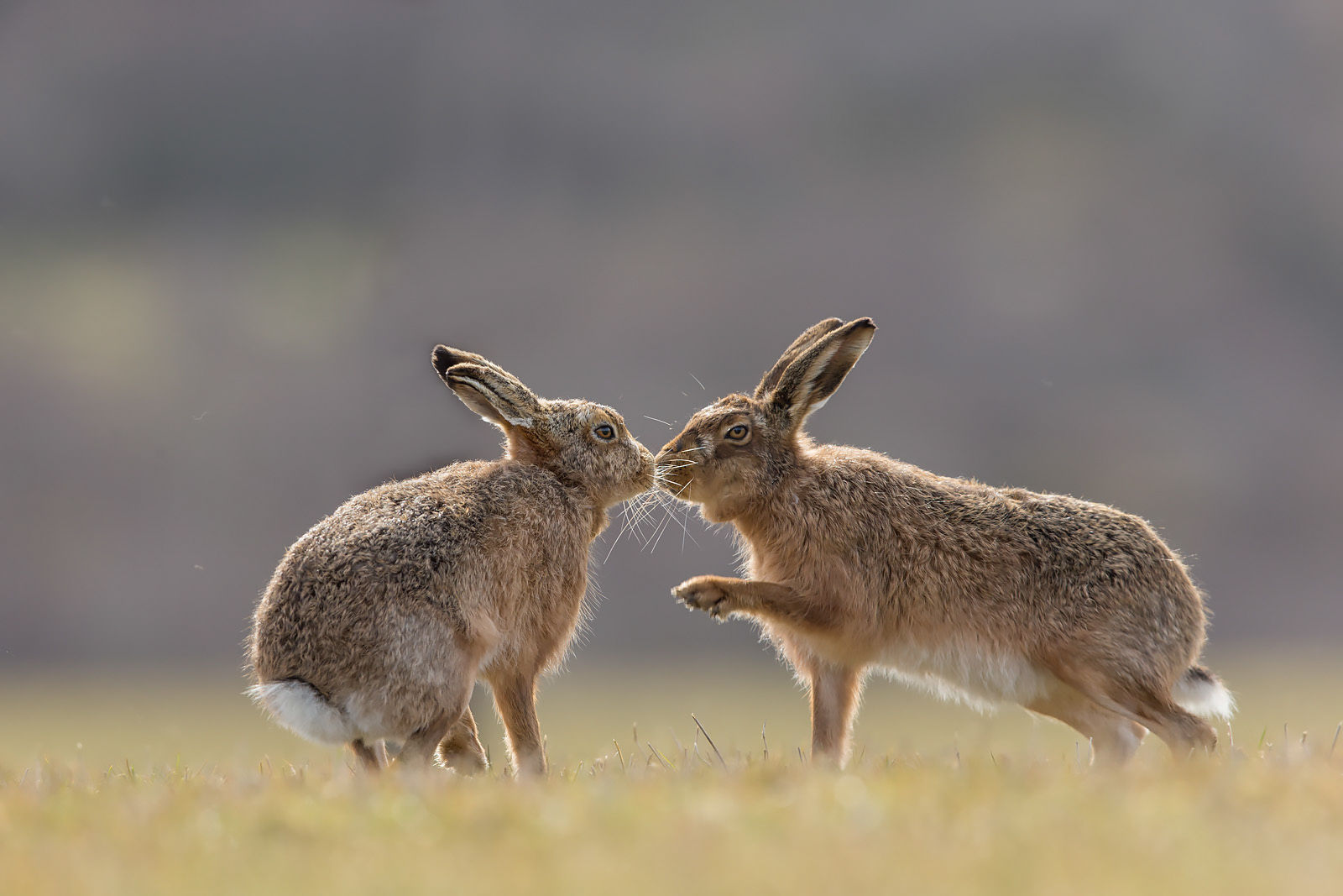 How to Photograph Brown Hares - Nature TTL