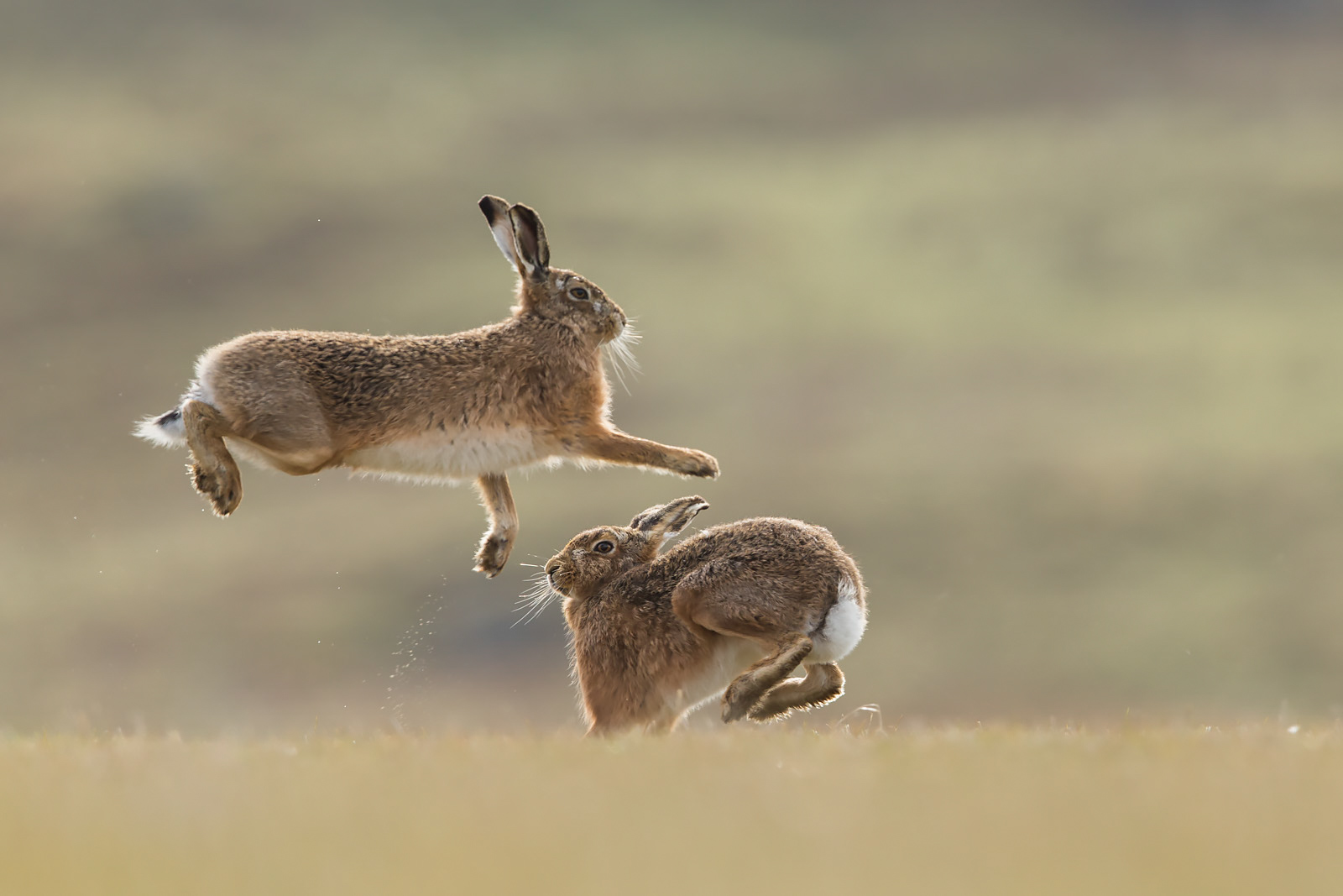 How to Photograph Brown Hares | Nature TTL
