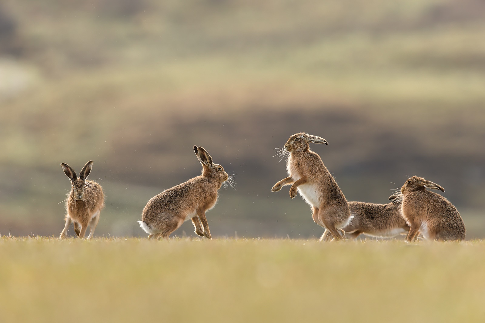 How to Photograph Brown Hares - Nature TTL