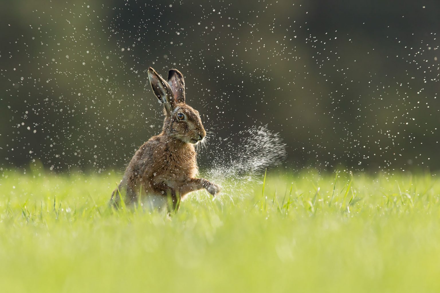 How to Photograph Brown Hares - Nature TTL