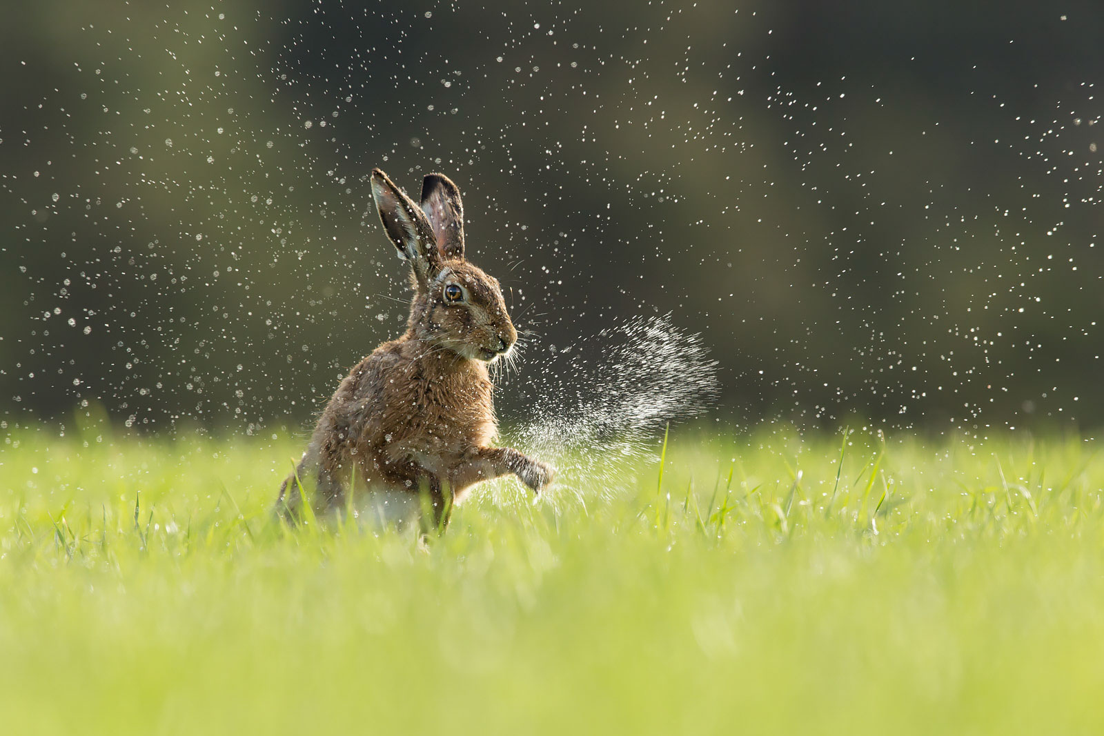How to Photograph Brown Hares - Nature TTL