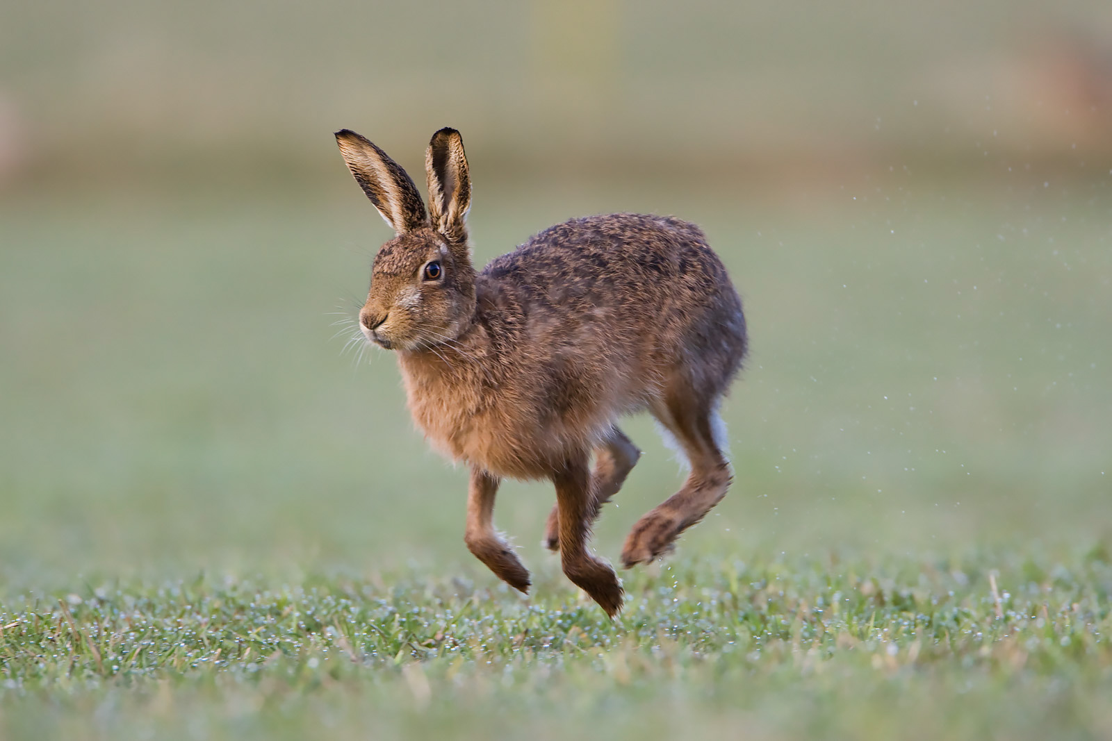How to Photograph Brown Hares | Nature TTL
