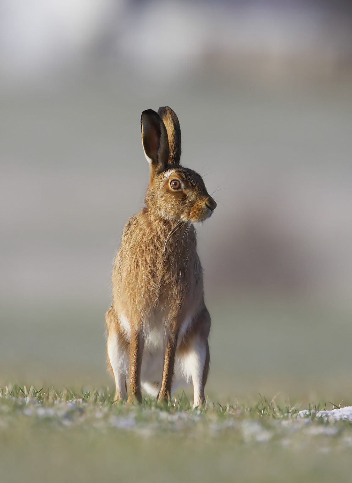 How to Photograph Brown Hares | Nature TTL
