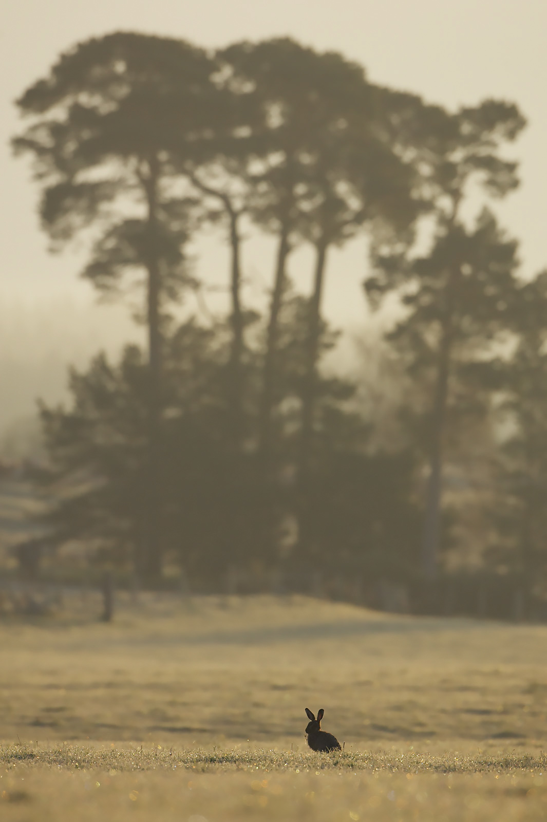 How to Photograph Brown Hares | Nature TTL