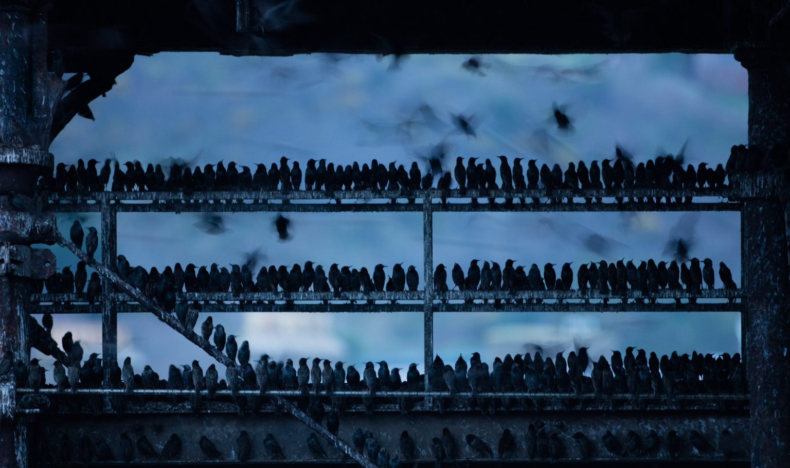 How to Take Creative Urban Wildlife Photos - Nature TTL