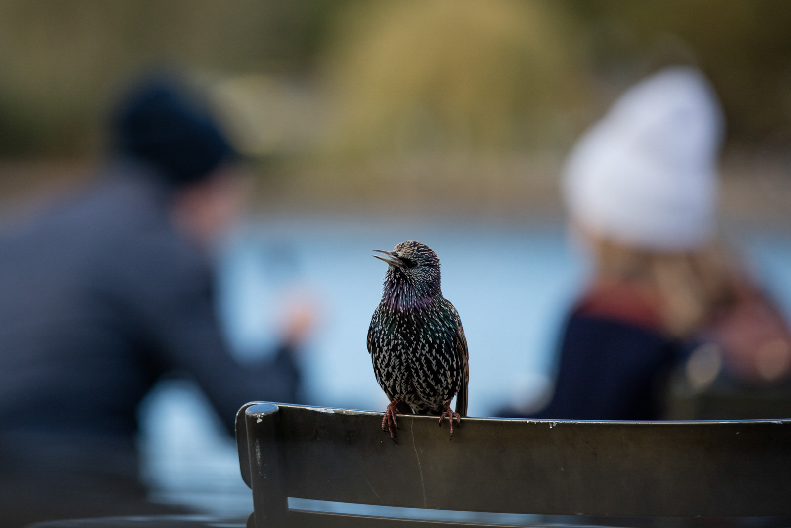 How to Take Creative Urban Wildlife Photos | Nature TTL