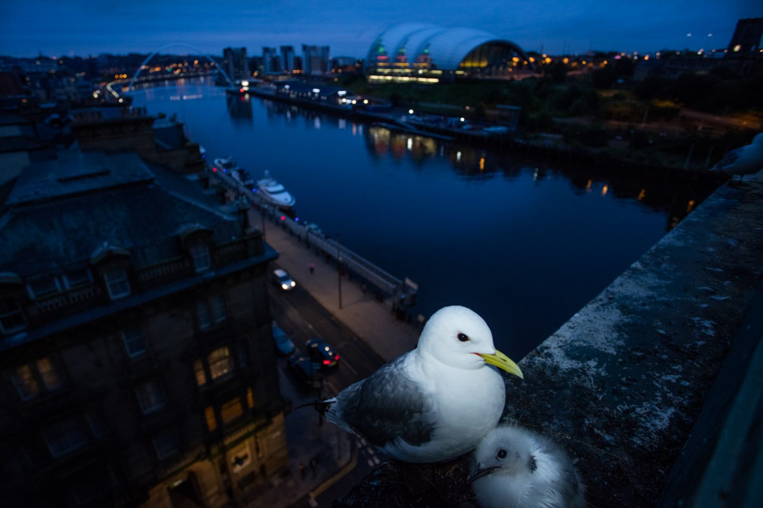 How to Take Creative Urban Wildlife Photos - Nature TTL