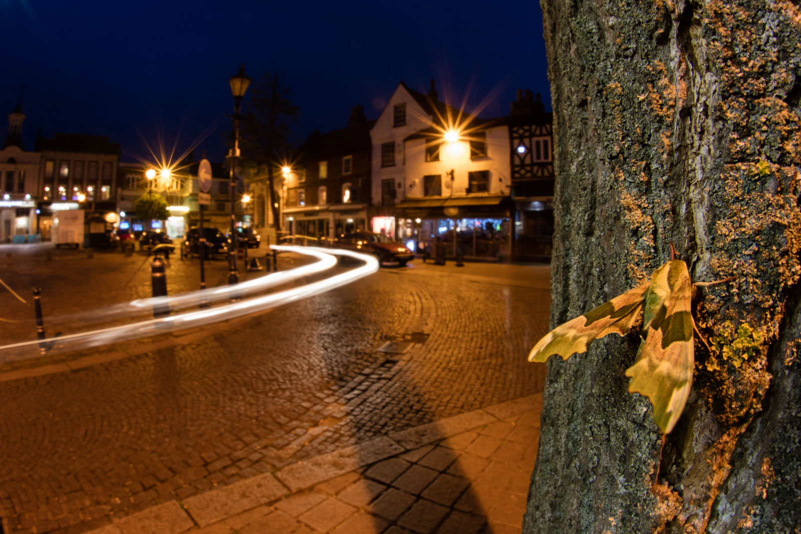 How to Take Creative Urban Wildlife Photos | Nature TTL