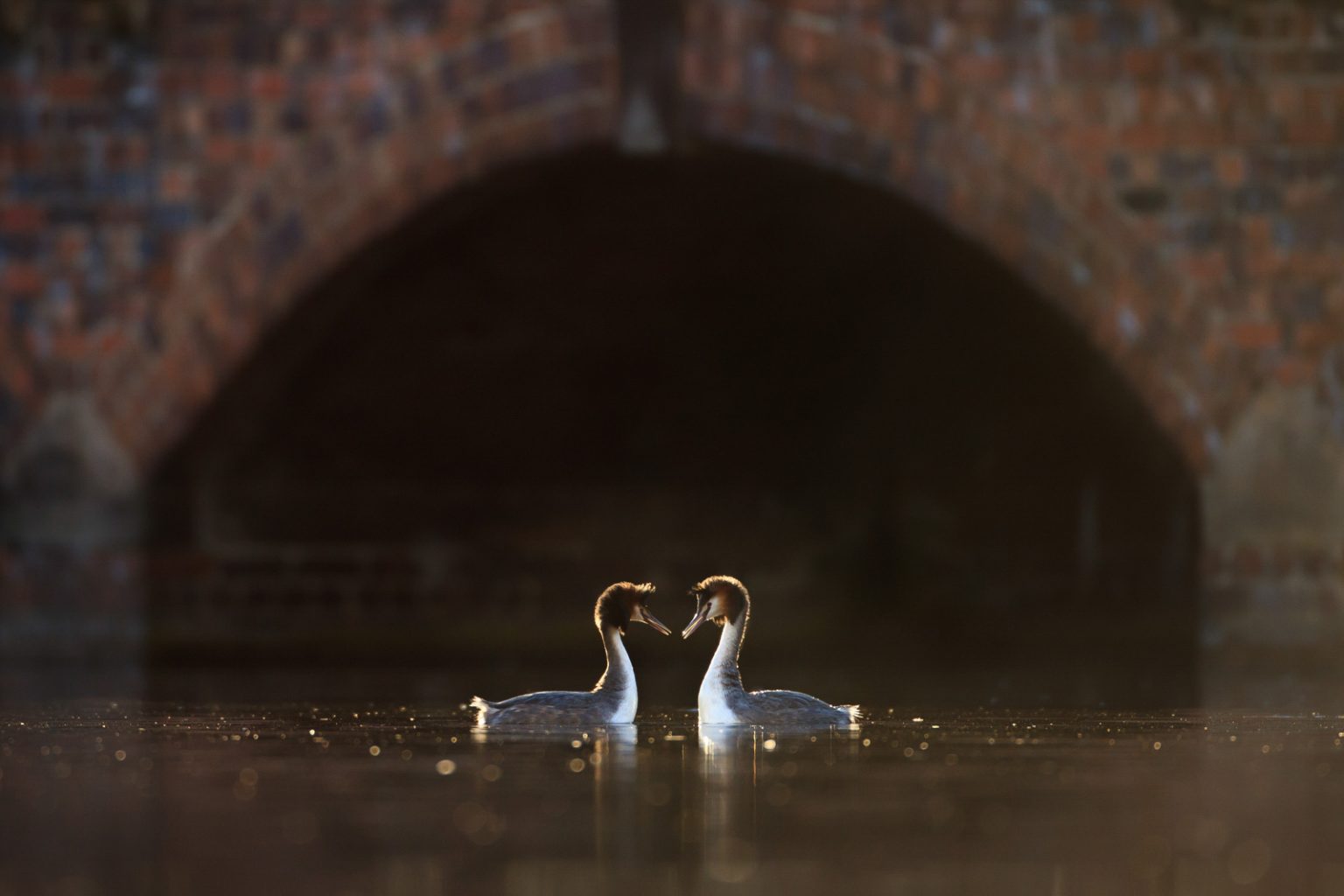 How to Take Creative Urban Wildlife Photos - Nature TTL