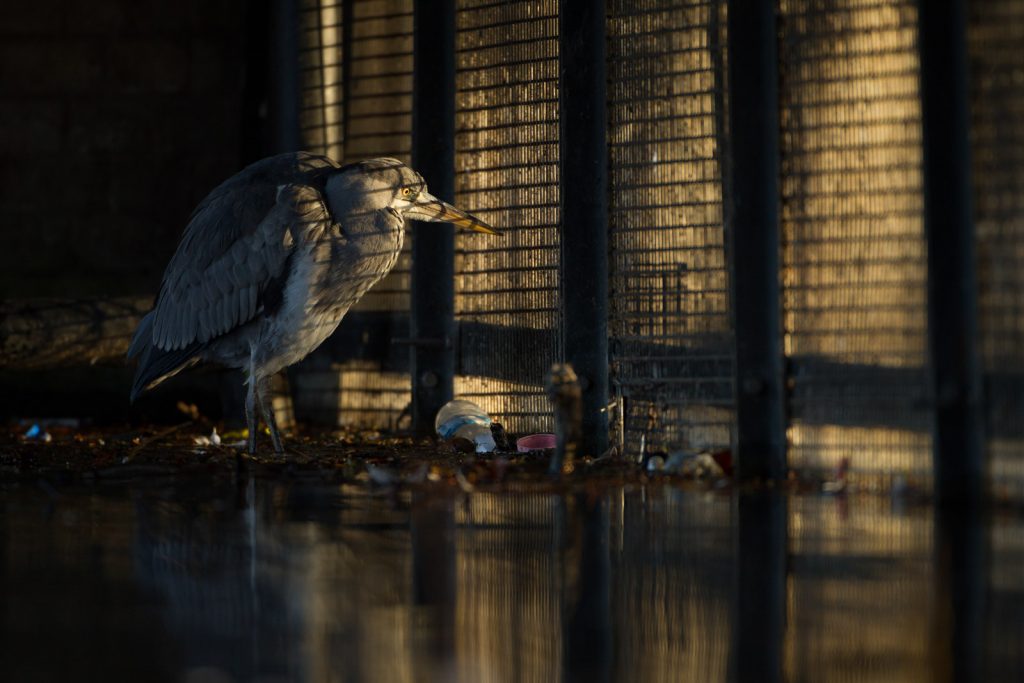 How to Take Creative Urban Wildlife Photos - Nature TTL